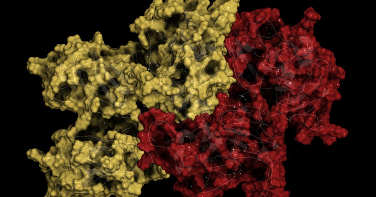 Batten-related Study Dissects Mechanisms of CLN5 Release in Amoeba Model